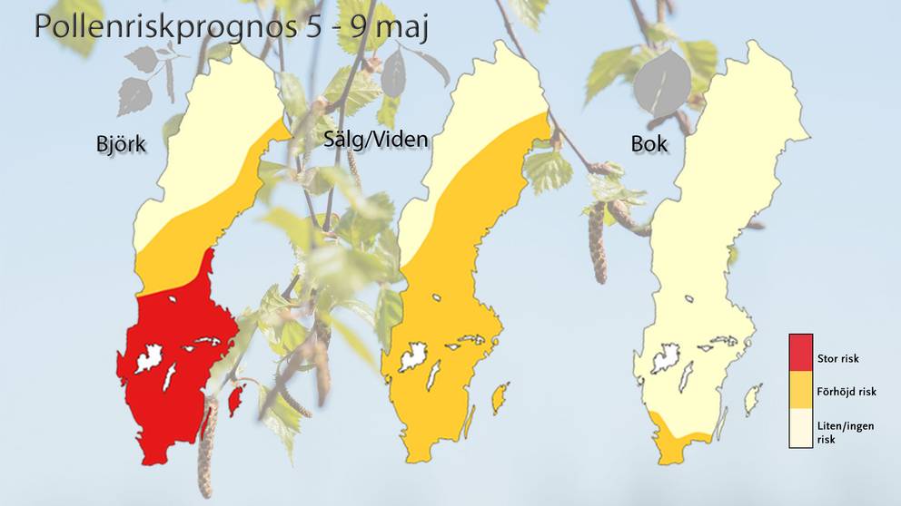 Hög tid för pollen | SVT Nyheter