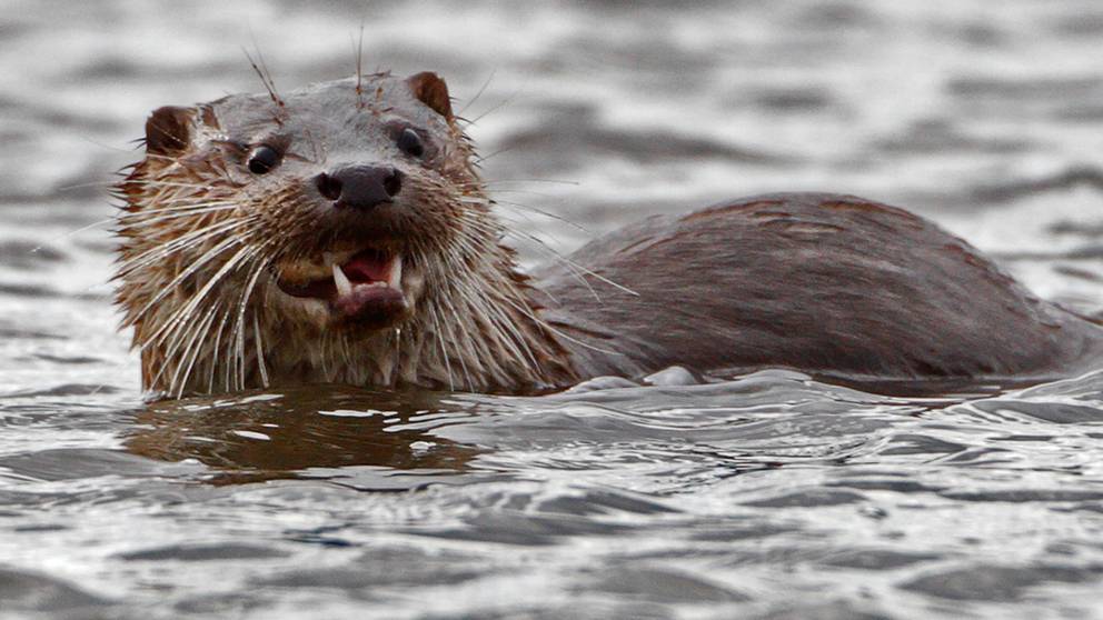 Uttrar allt mer utsatta av kemikalier | SVT Nyheter