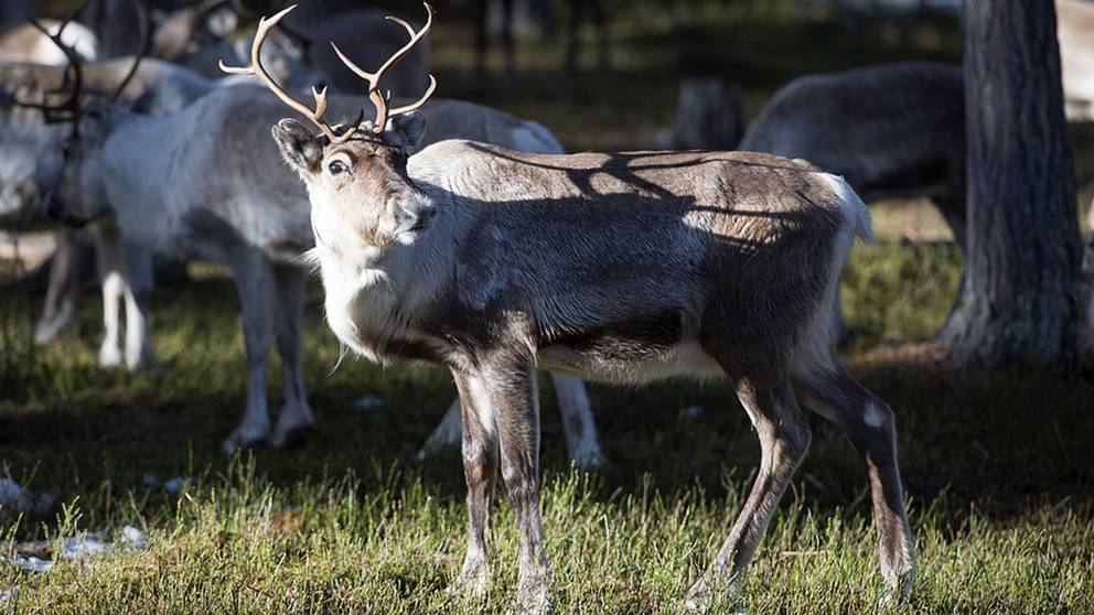 1200 renar döda i mjältbrand i Ryssland | SVT Nyheter