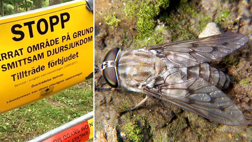 Insekter kan ha spridit mjältbrand | SVT Nyheter