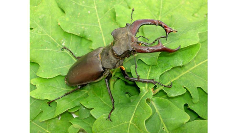 Har du sett någon ekoxe? | SVT Nyheter